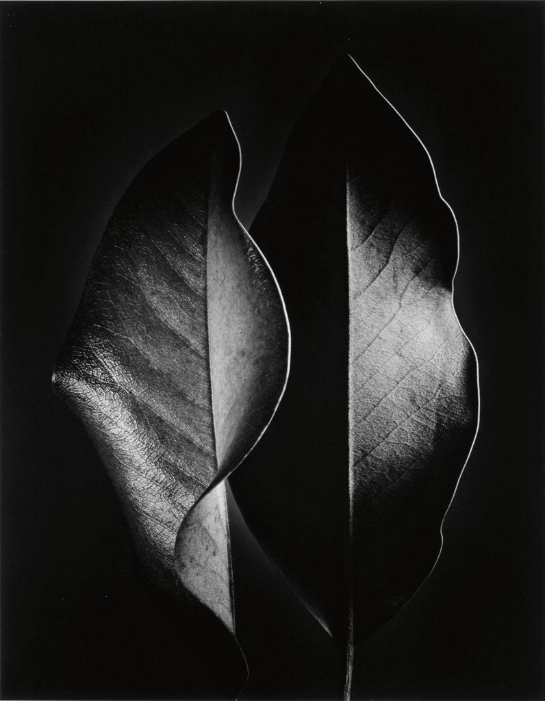 Ruth Bernhard | Two Leaves | MutualArt