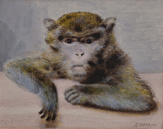 John Sherrin | A Monkey Study | MutualArt