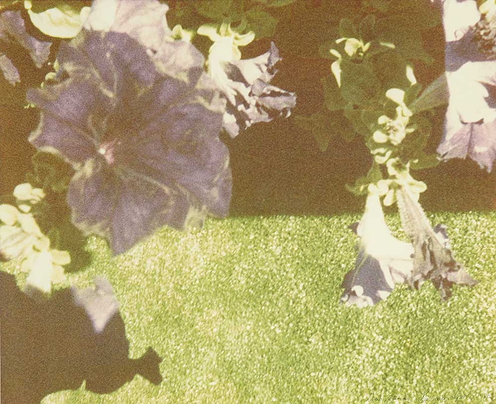 Barbara Spohr | Dad's Petunias (1980) | MutualArt