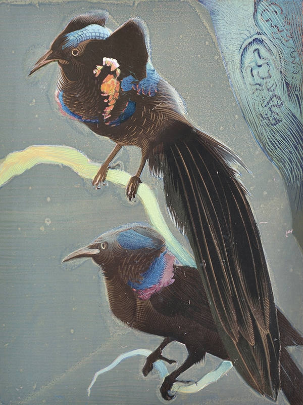 Vaughan Murray Griffin | Gorget Bird of Paradise | MutualArt