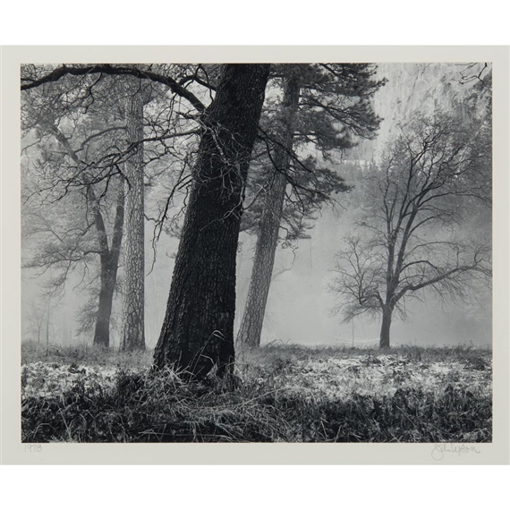 John Sexton | Trees in Mist, Yosemite Valley | MutualArt