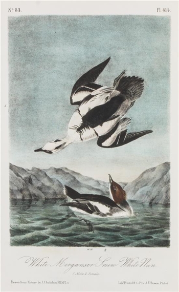 John James Audubon | The Birds of America | MutualArt