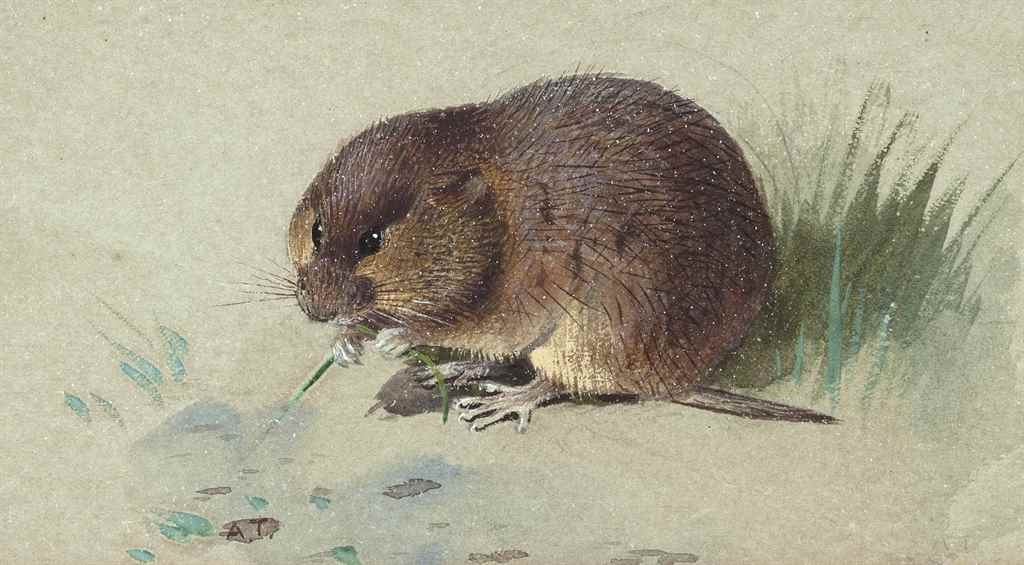 Archibald Thorburn | Water vole | MutualArt