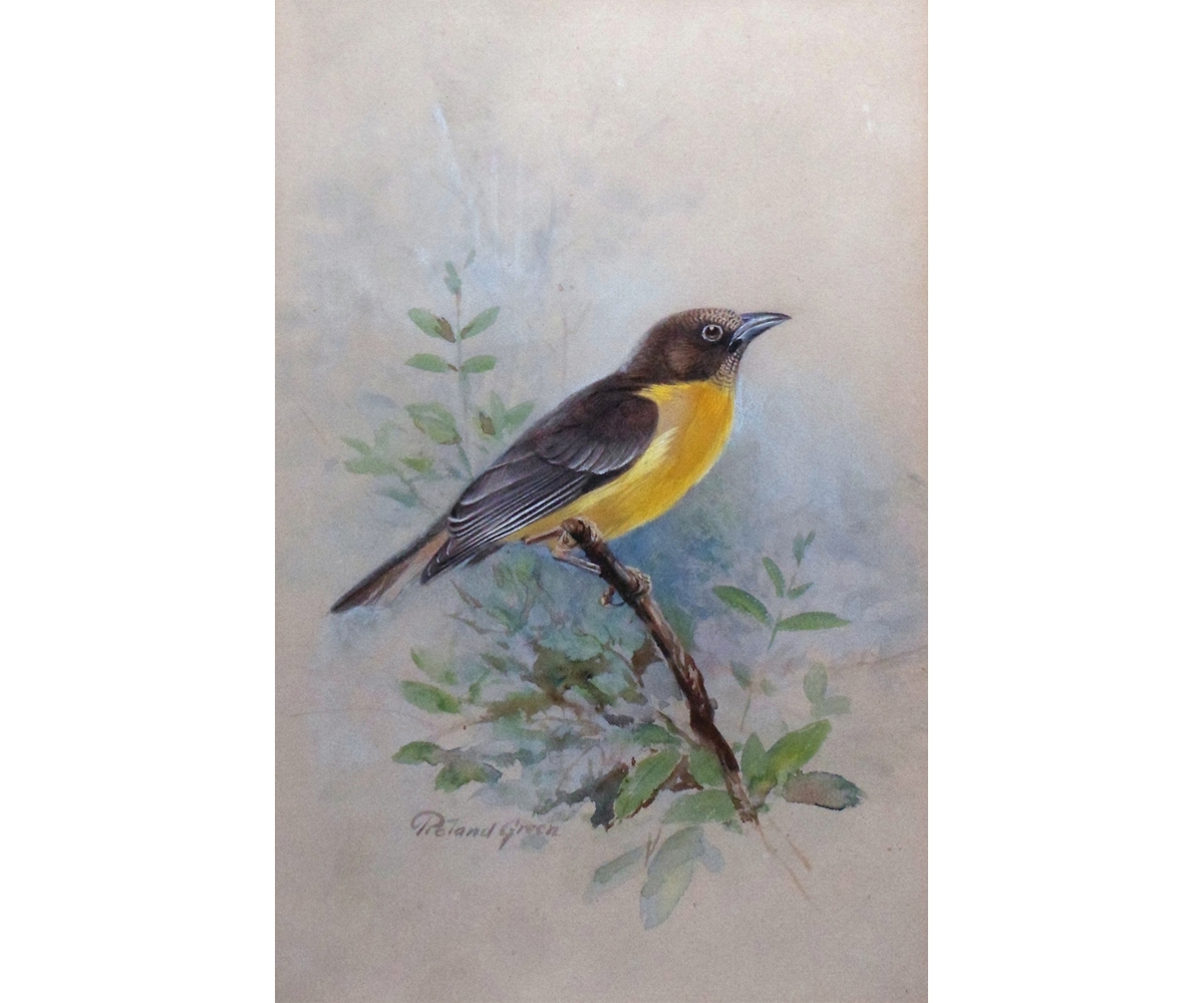 Unknown | Female Forest Weaver Bird | MutualArt