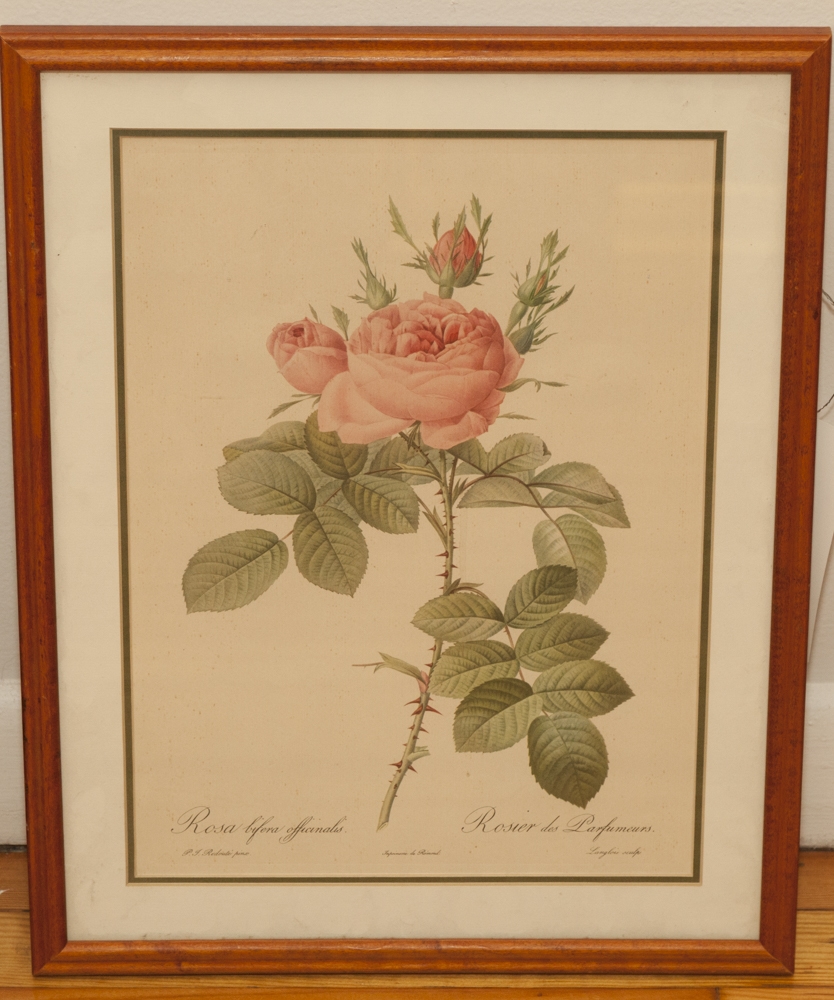 Pierre-Joseph Redouté | Roses | MutualArt