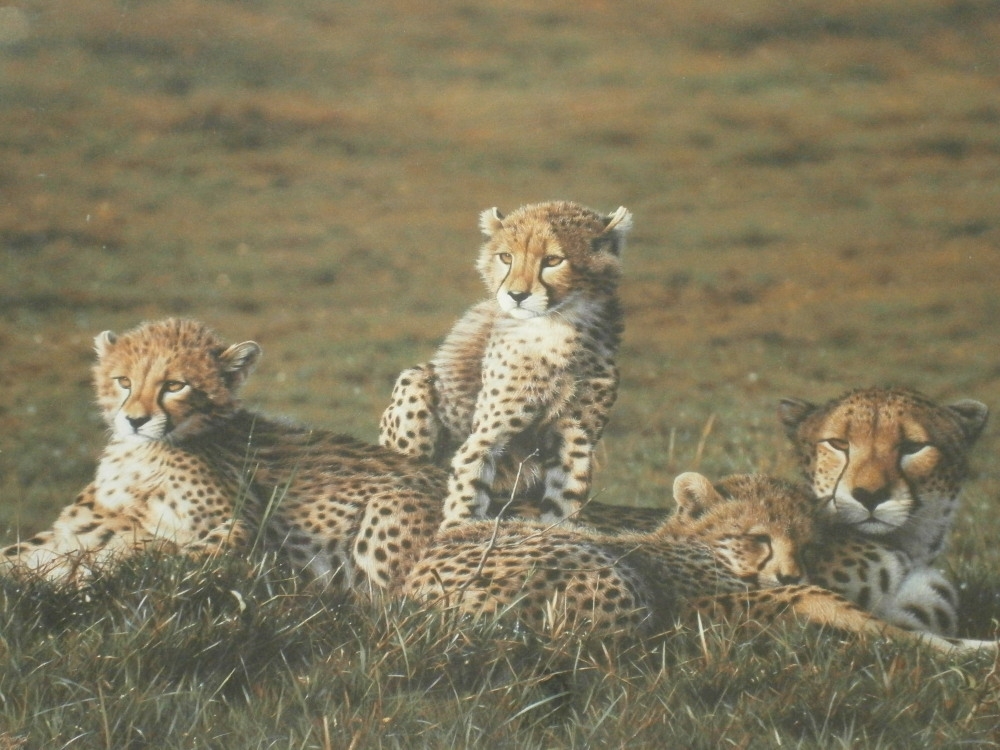 Steven Townsend | Cheetahs (1996) | MutualArt