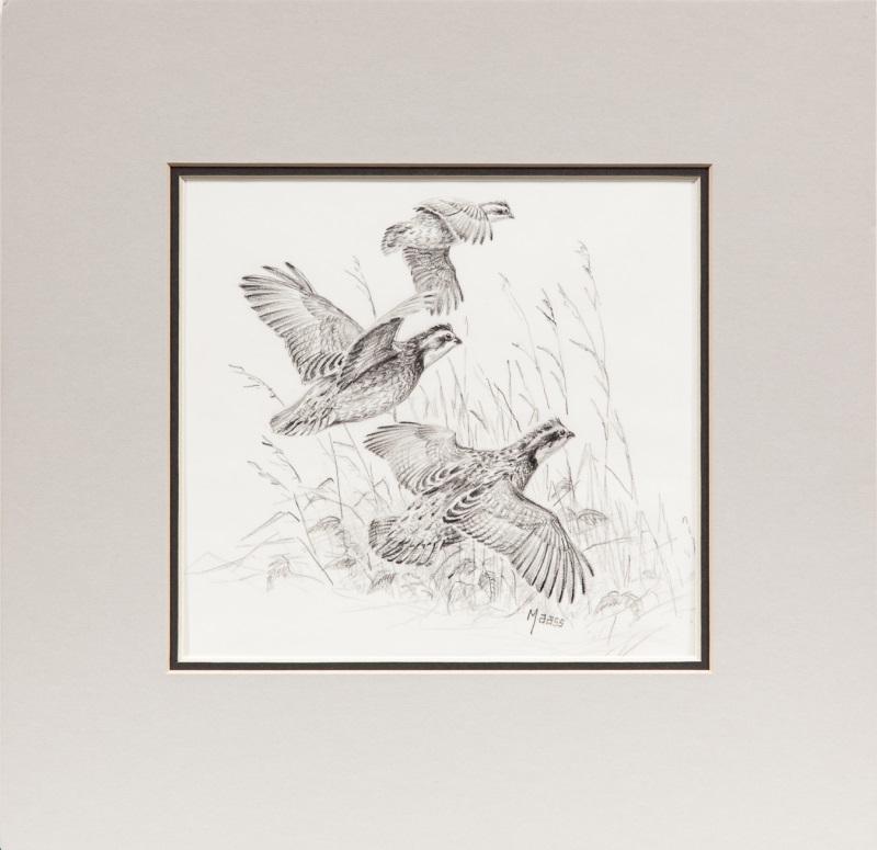 David Maass | Bobwhite Quail | MutualArt