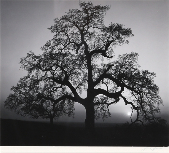Ansel Adams | OAK TREE, SUNSET | MutualArt