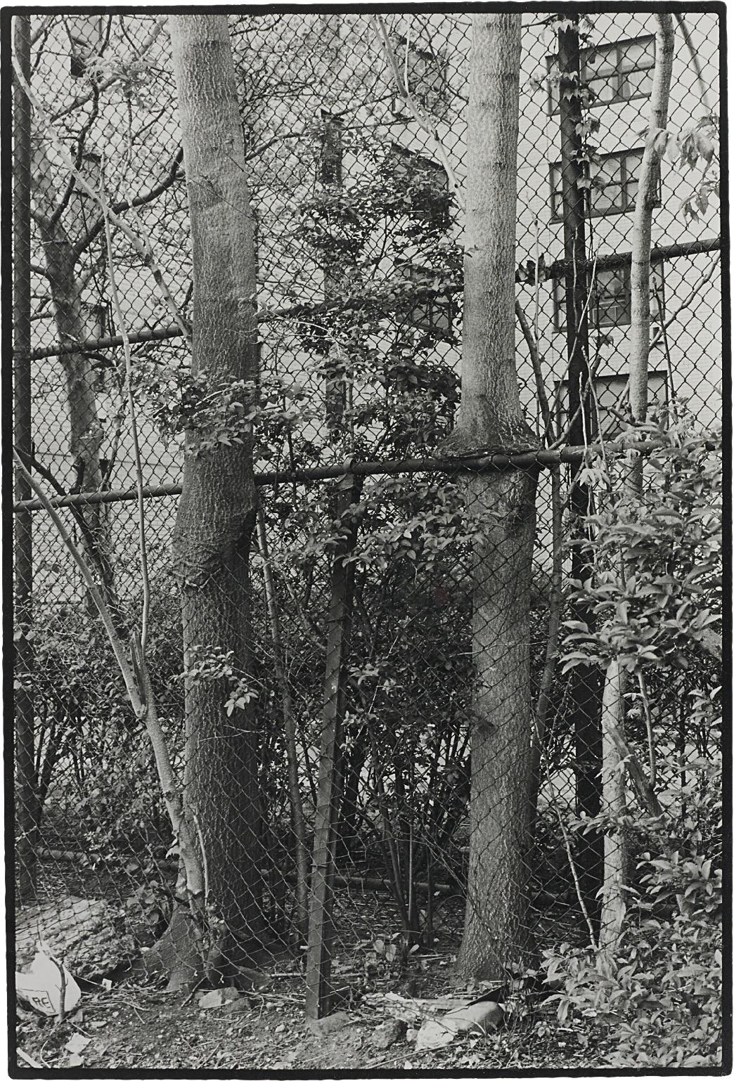 Zoe Leonard | Two Trees | MutualArt