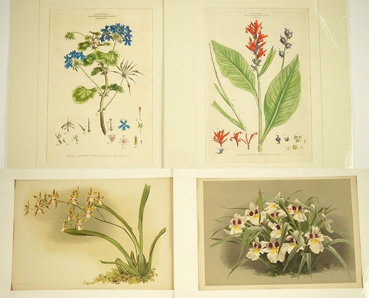 John Frederick Miller | Two Botanical Prints | MutualArt