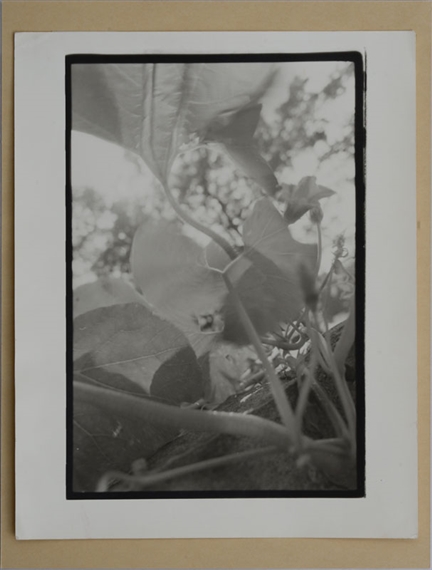 Cynthia Guest | 4 Artworks at Auction | MutualArt