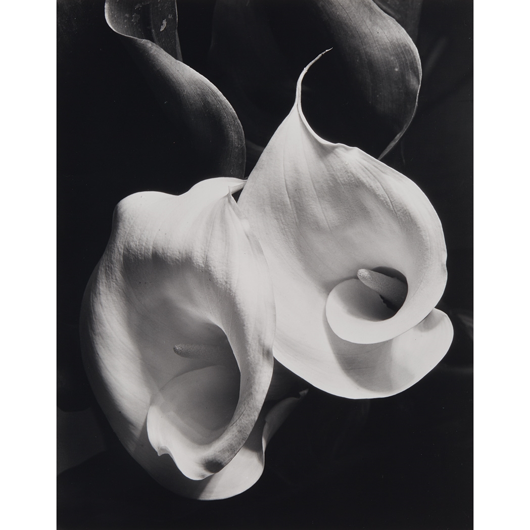 Imogen Cunningham | Two Callas (1929) | MutualArt