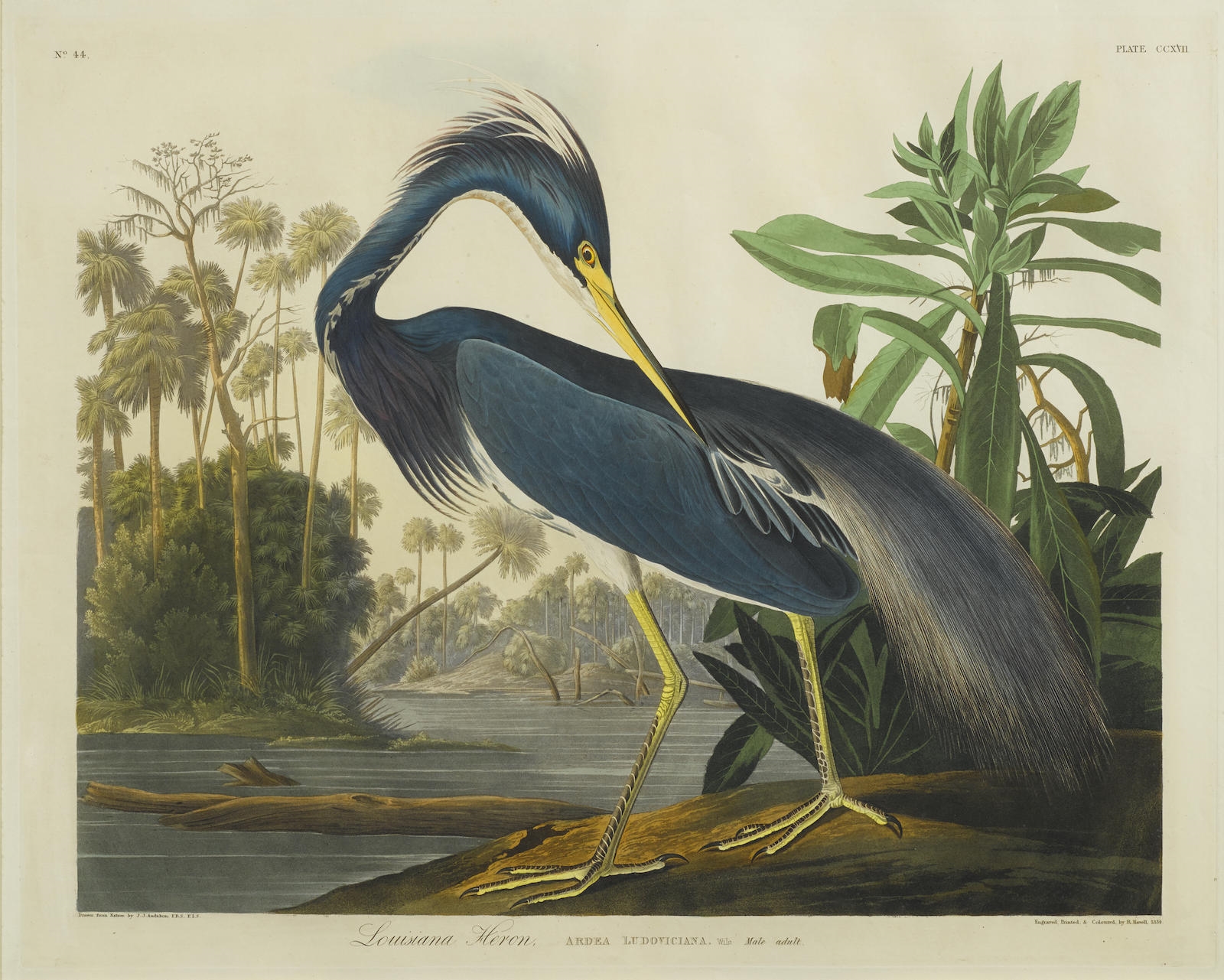 John James Audubon | Louisiana Heron (Pl. CCXVII) (1832) | MutualArt