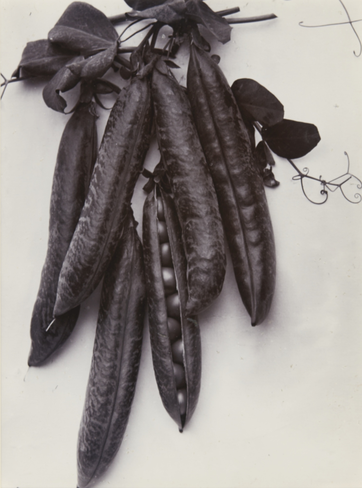 Charles Jones | PEA GLADUS (1900 - 1902) | MutualArt