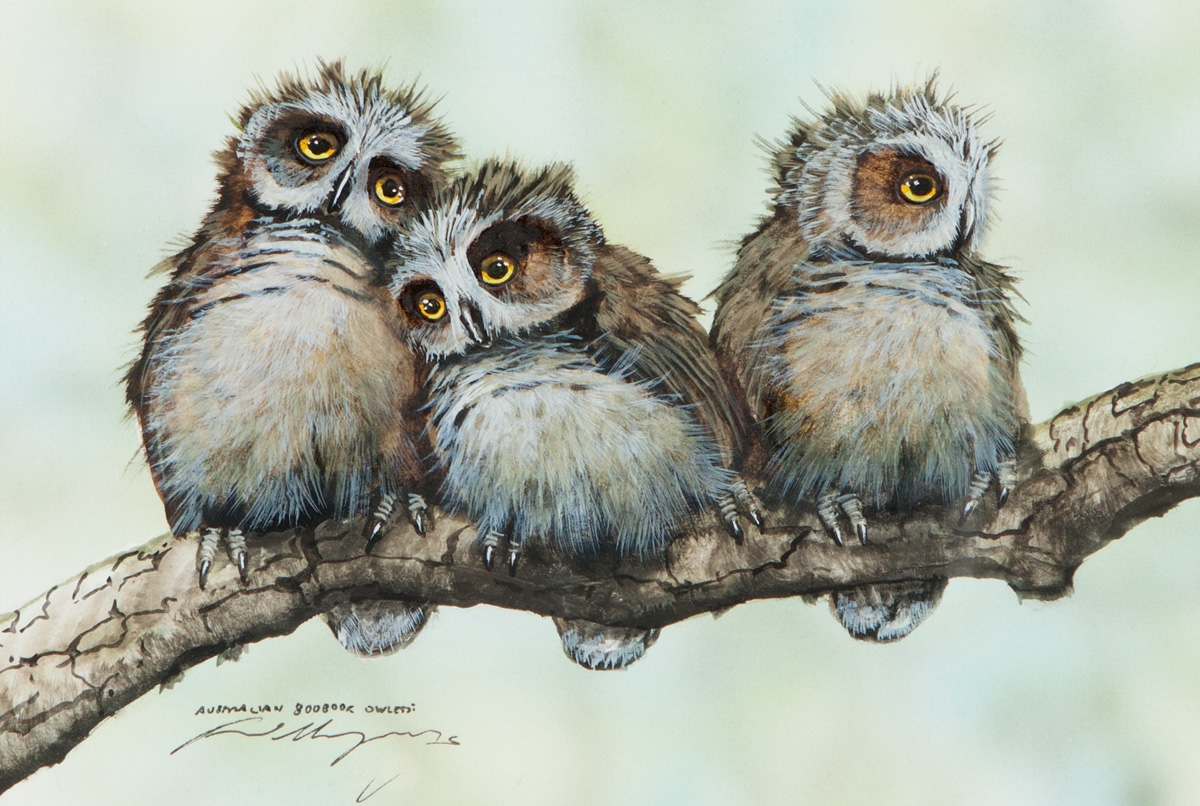 Paul Margocsy | Australian boobook owls | MutualArt