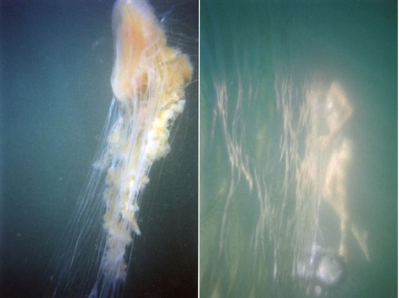 Katherine Bauer | Biography