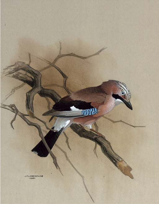 James Fenwick Lansdowne | A jay on a branch (1961) | MutualArt