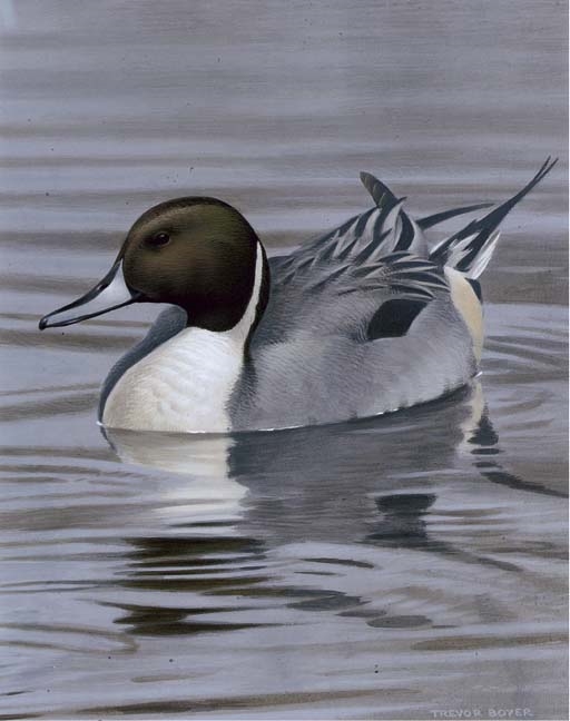 Trevor Boyer | Pintail drake | MutualArt