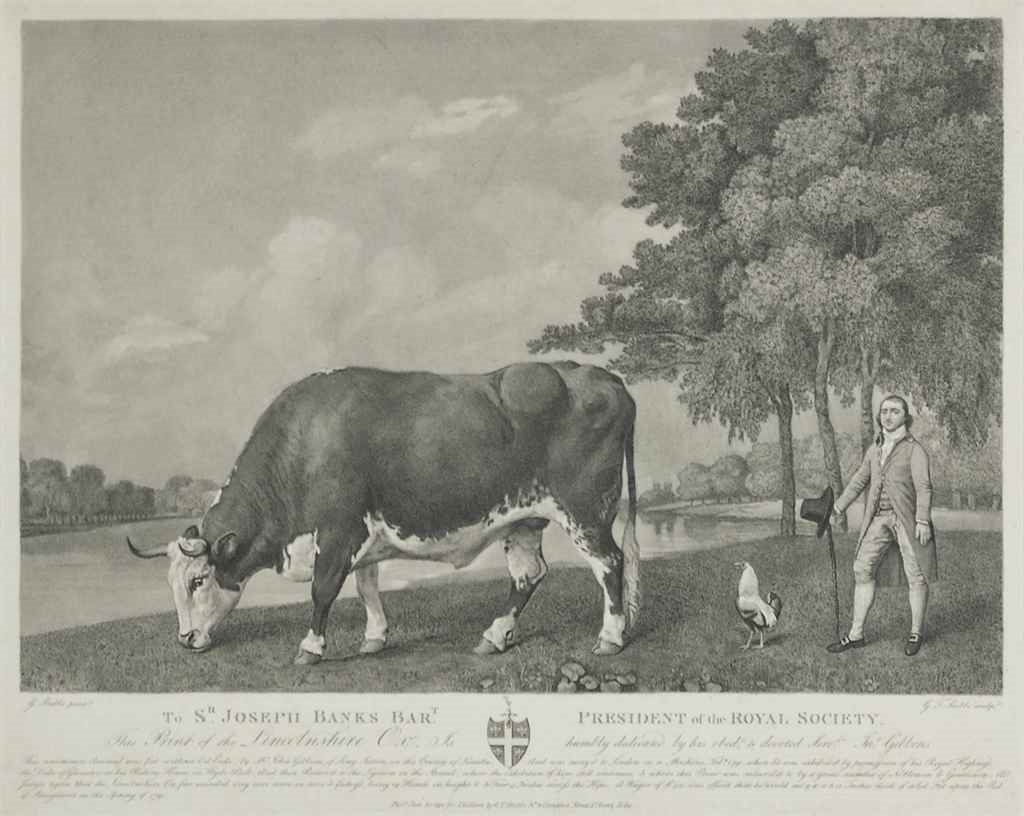 George Stubbs | The Lincolnshire Ox (1791) | MutualArt
