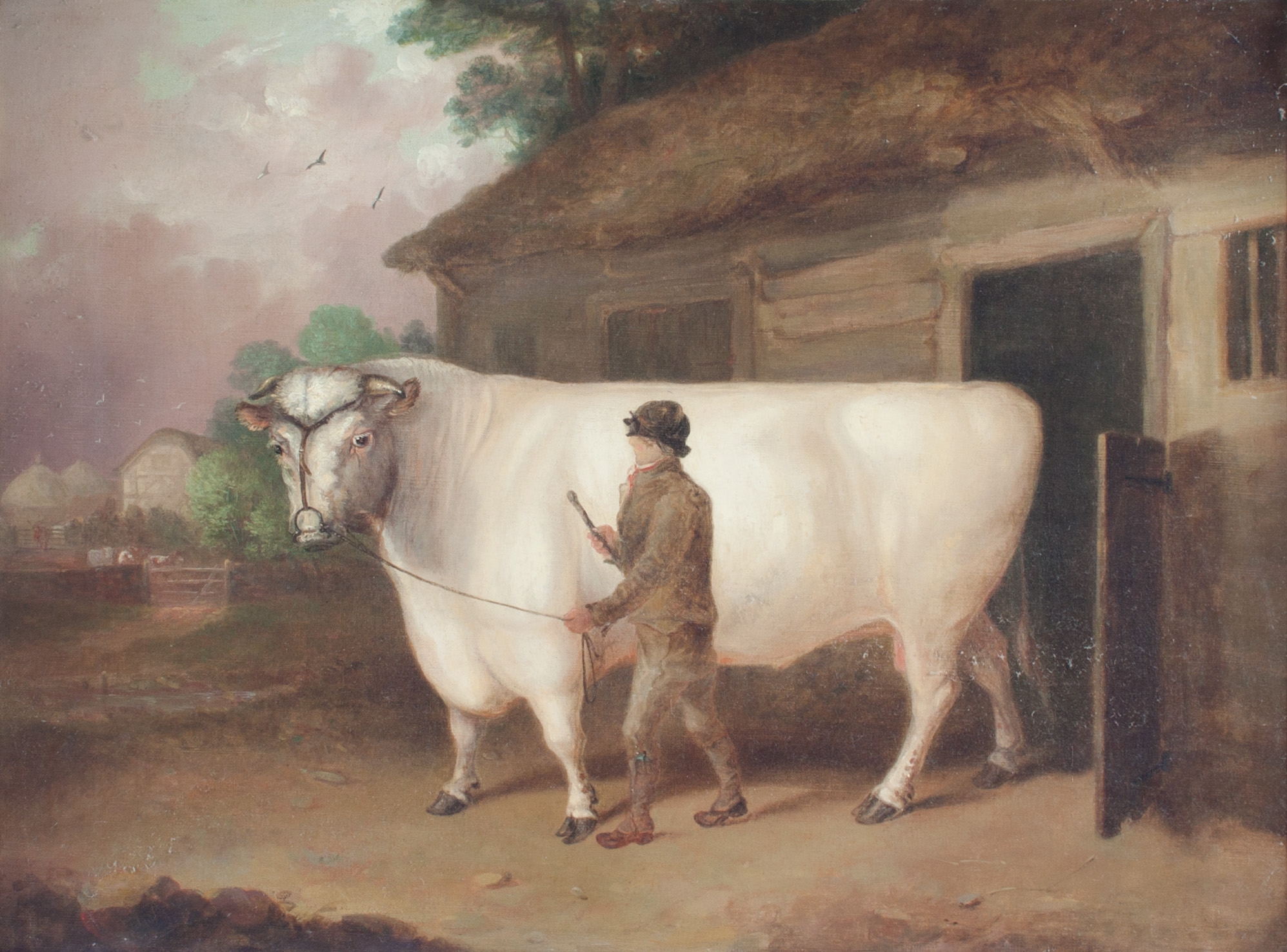 John Pitman | Marquis/Portrait of the Shorthorn Bull outside a Barn ...
