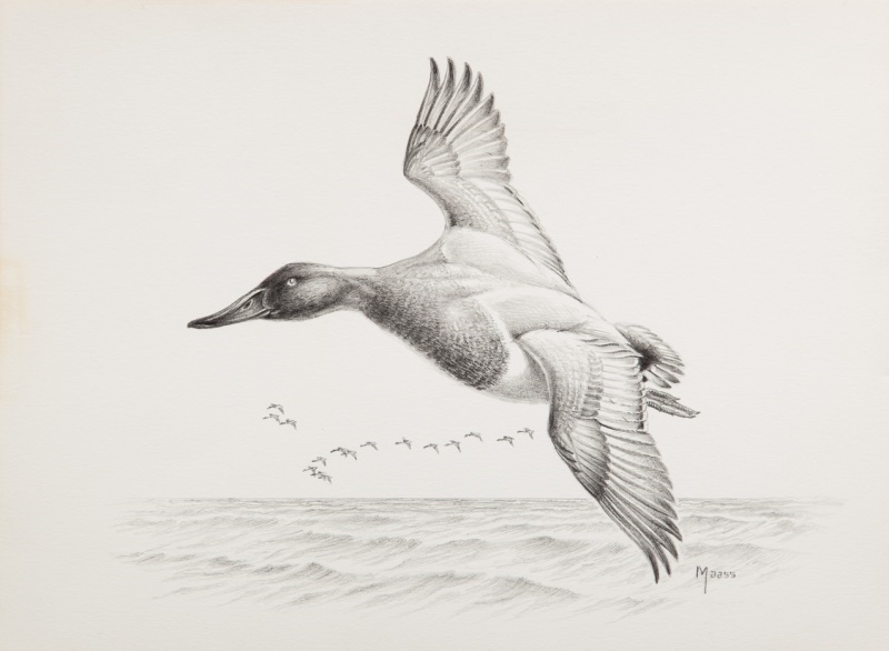 David Maass | Three Pencil Drawings: Goose; Canvasback; Pheasant (1995 ...