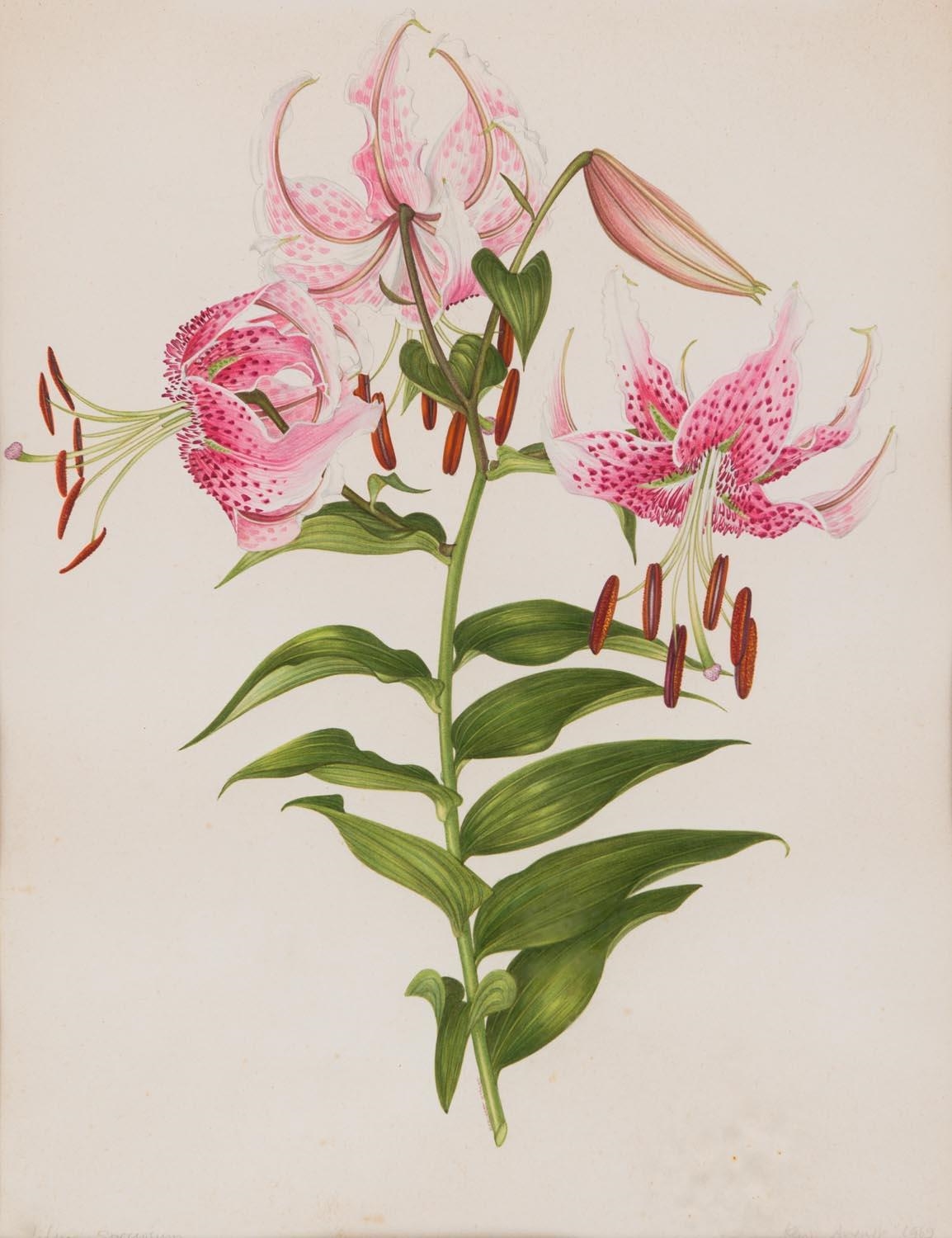 Margaret Stones | Lilium Speciosum (1969) | MutualArt