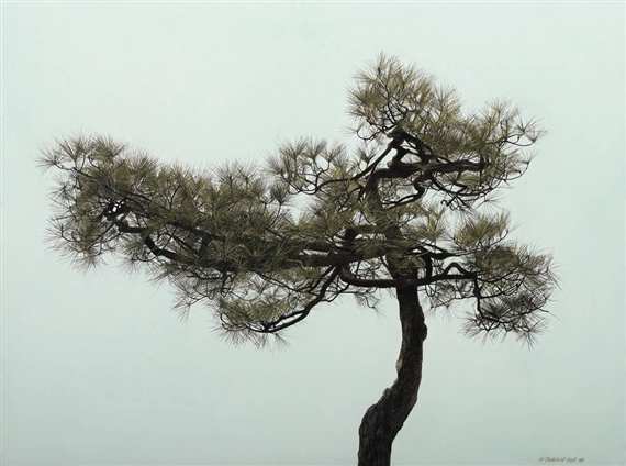 William Delafield Cook | Pine Tree, Kyoto (2003) | MutualArt