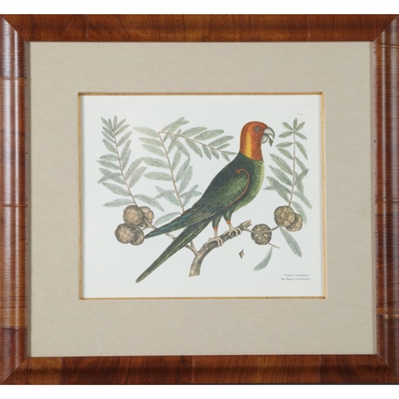 Mark Catesby | The Parrot of Carolina (20th Century) | MutualArt