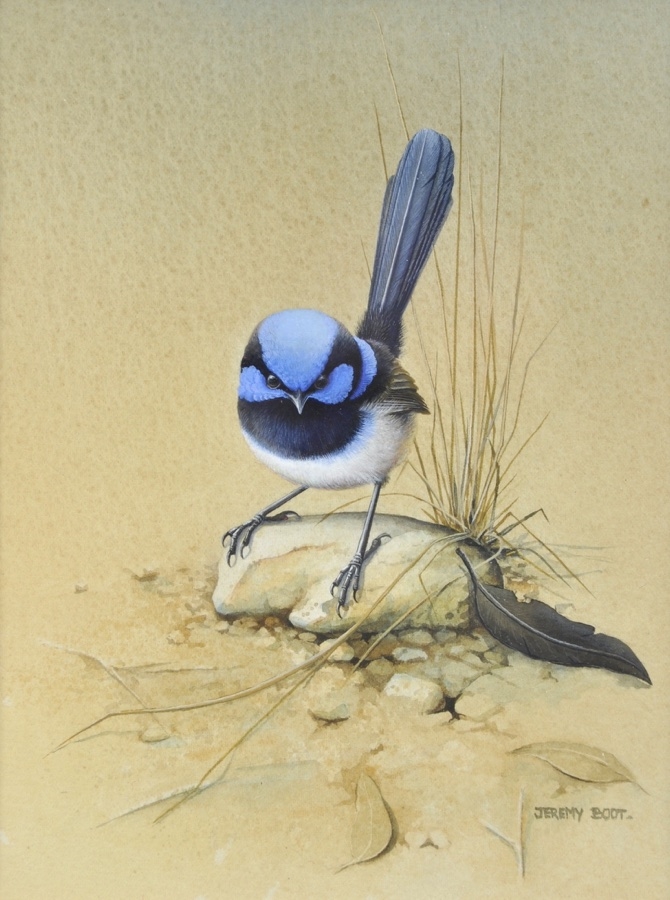 Jeremy Boot | Blue Wren | MutualArt