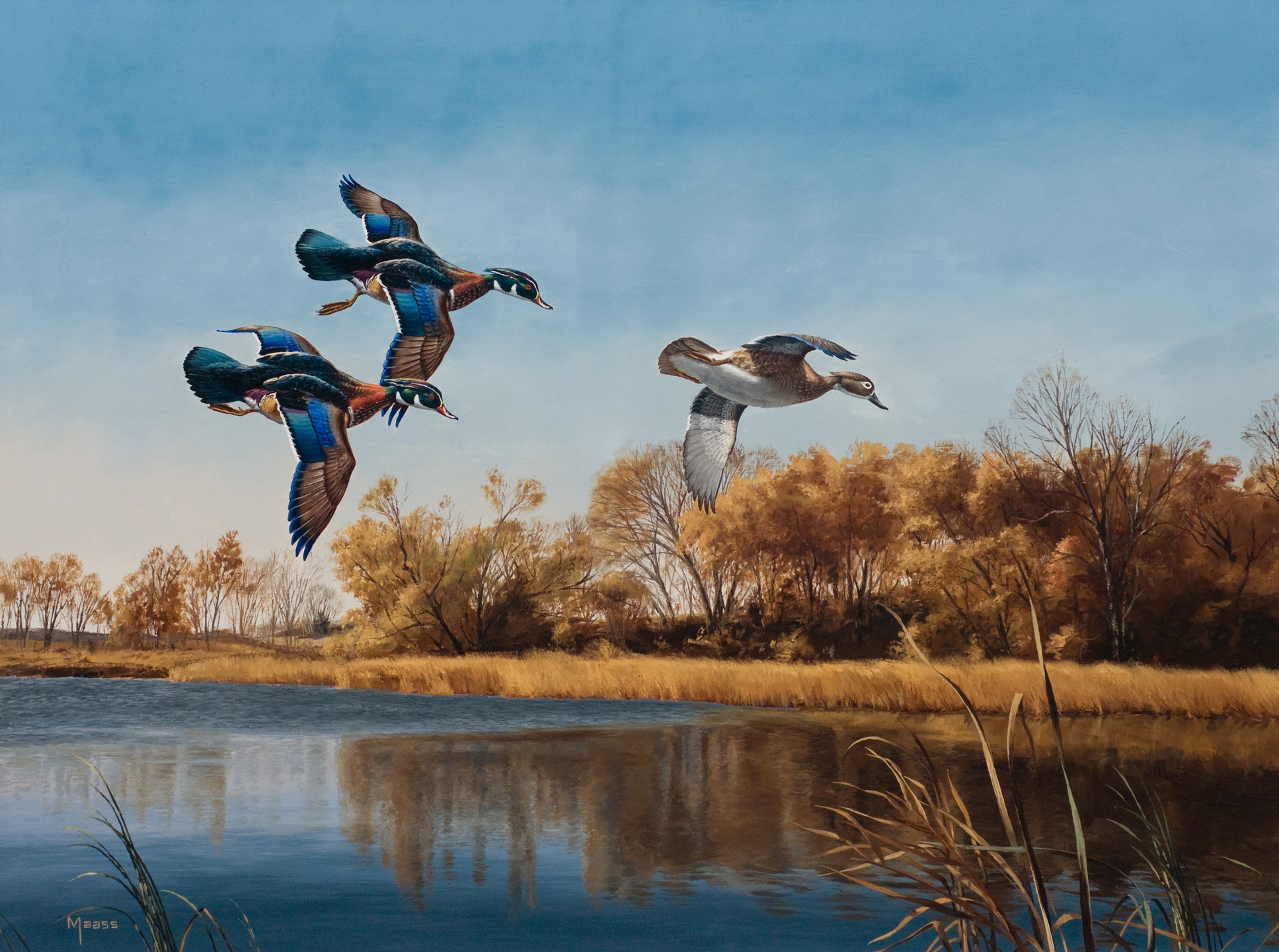 David Maass | Wood Ducks | MutualArt