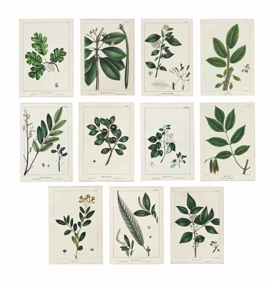 François André Michaux | 8 Artworks at Auction | MutualArt