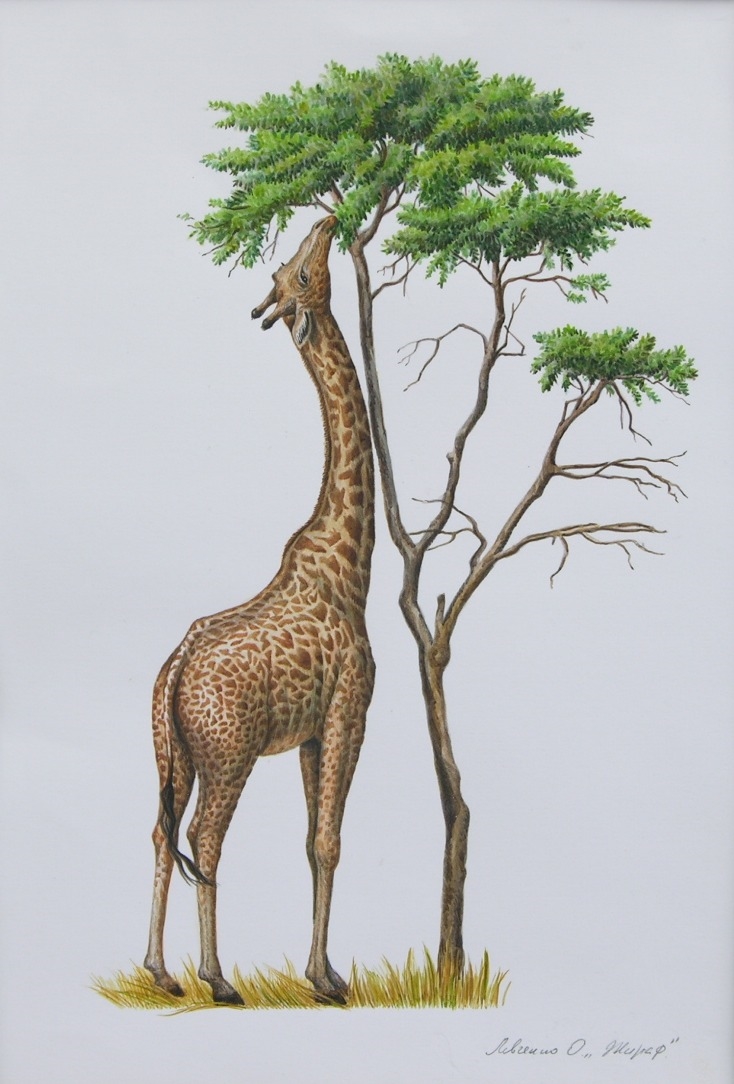 Olga Levchenko | Giraffe (2007) | MutualArt
