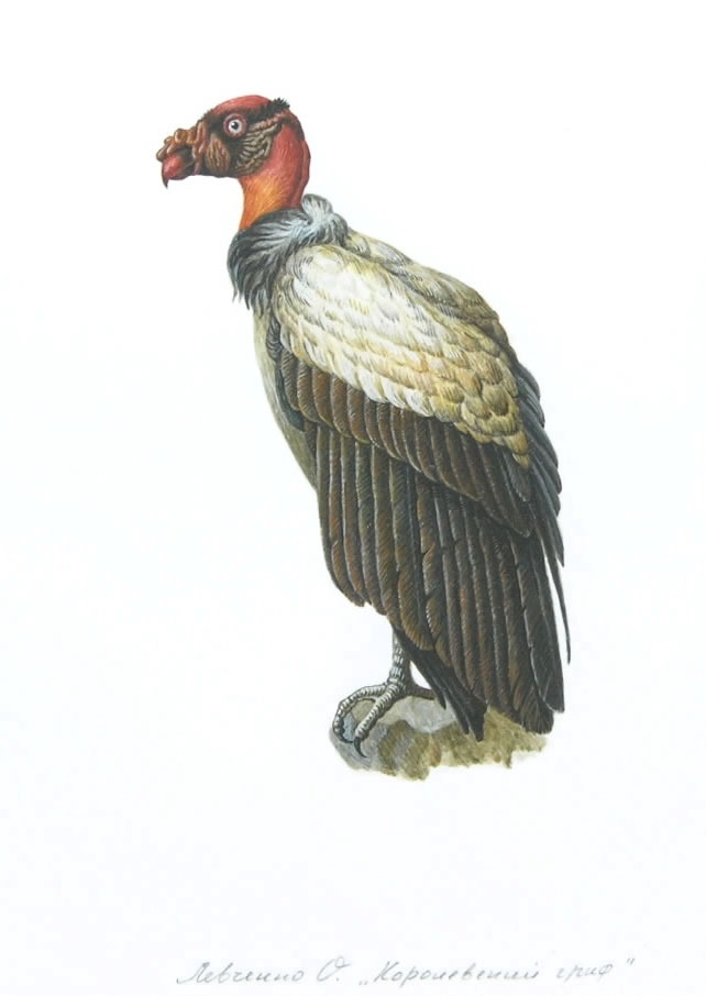 Olga Levchenko | King Vulture | MutualArt