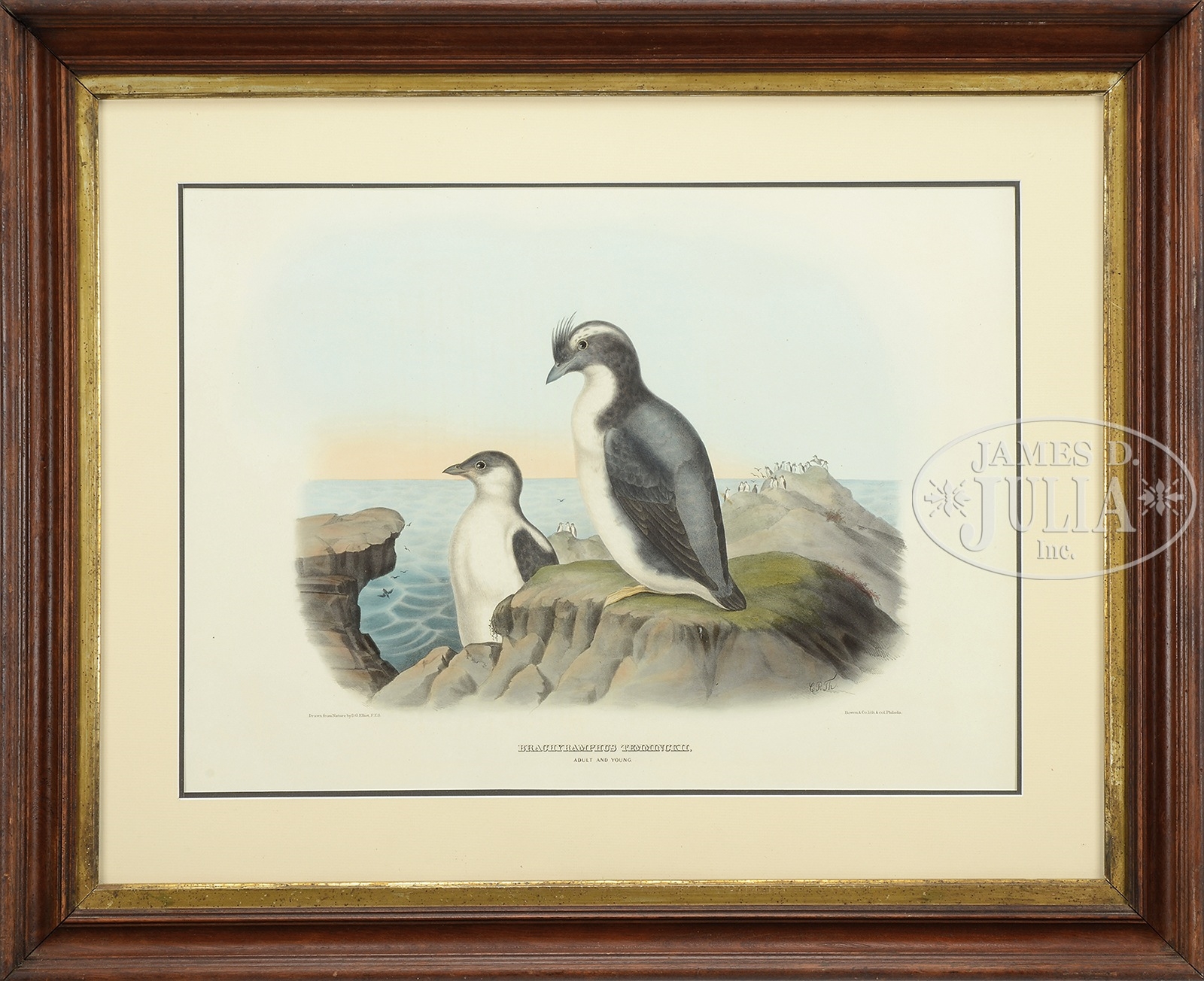 D. G. Elliot | BIRD PRINT: BRACHYRAMPHUS TEMMINCKII | MutualArt