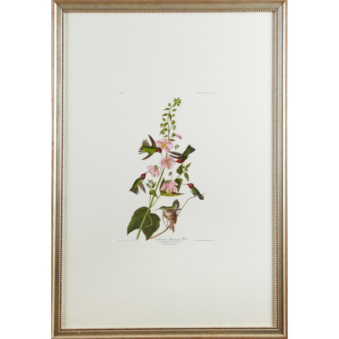 John James Audubon | Columbian Hummingbird | MutualArt