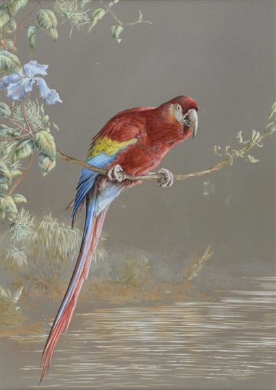 Harry Bright | Scarlet Macaw (1877) | MutualArt