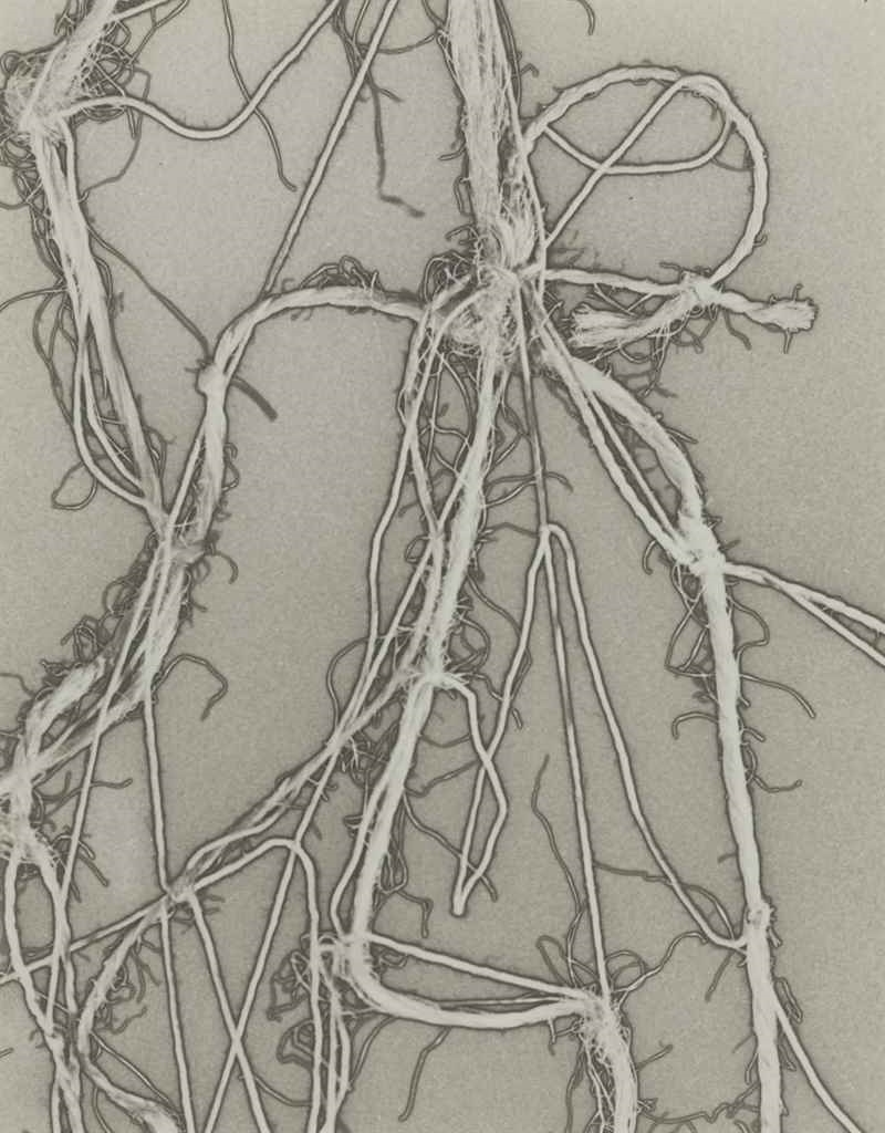 Man Ray | Rayograph (1922) | MutualArt