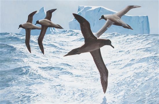 Keith Shackleton | South Atlantic Albatross (1983) | MutualArt