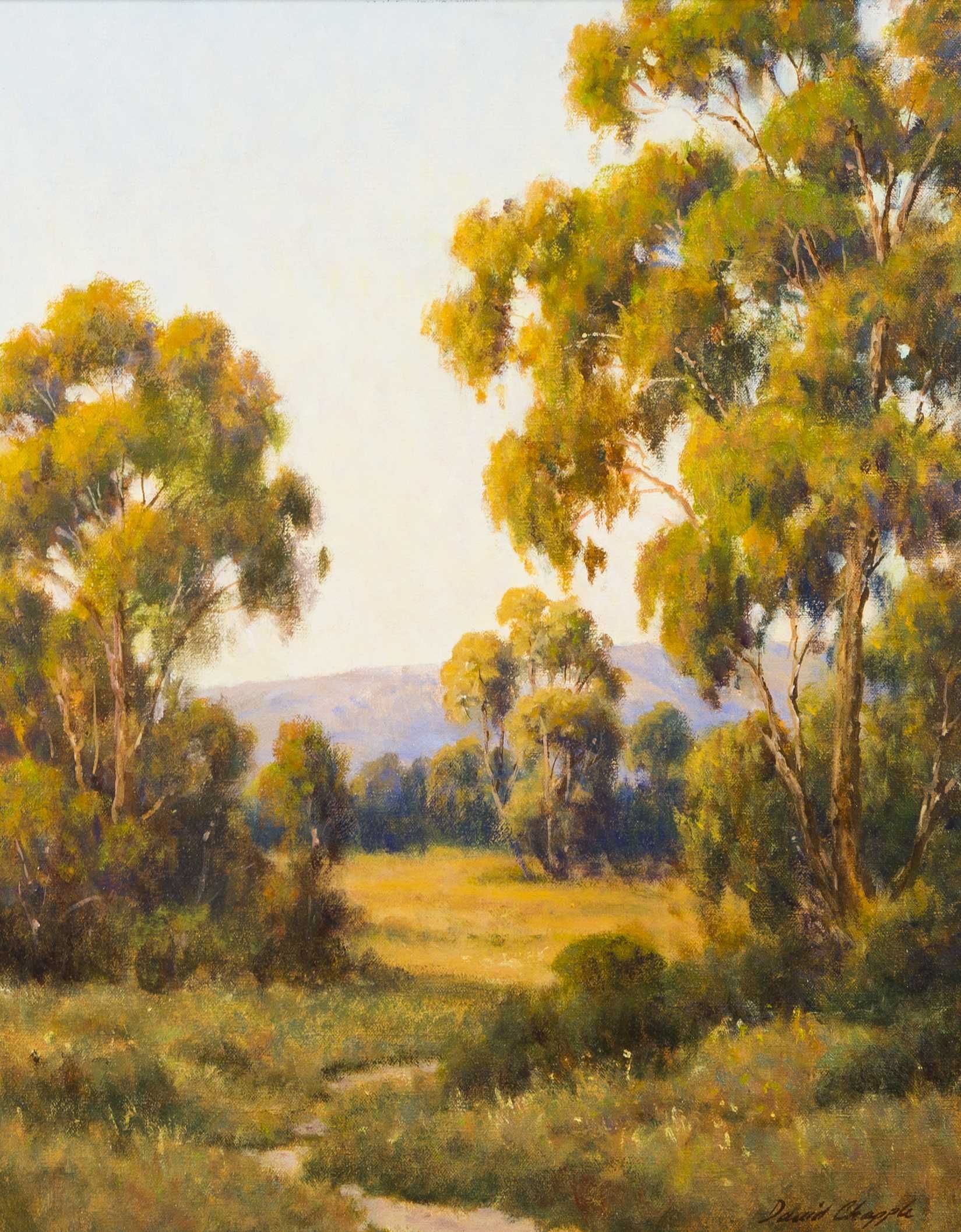 David Chapple | Evening Eucalyptus | MutualArt