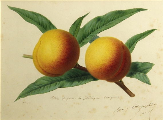 Alfred Riocreux | Peaches on a branch | MutualArt