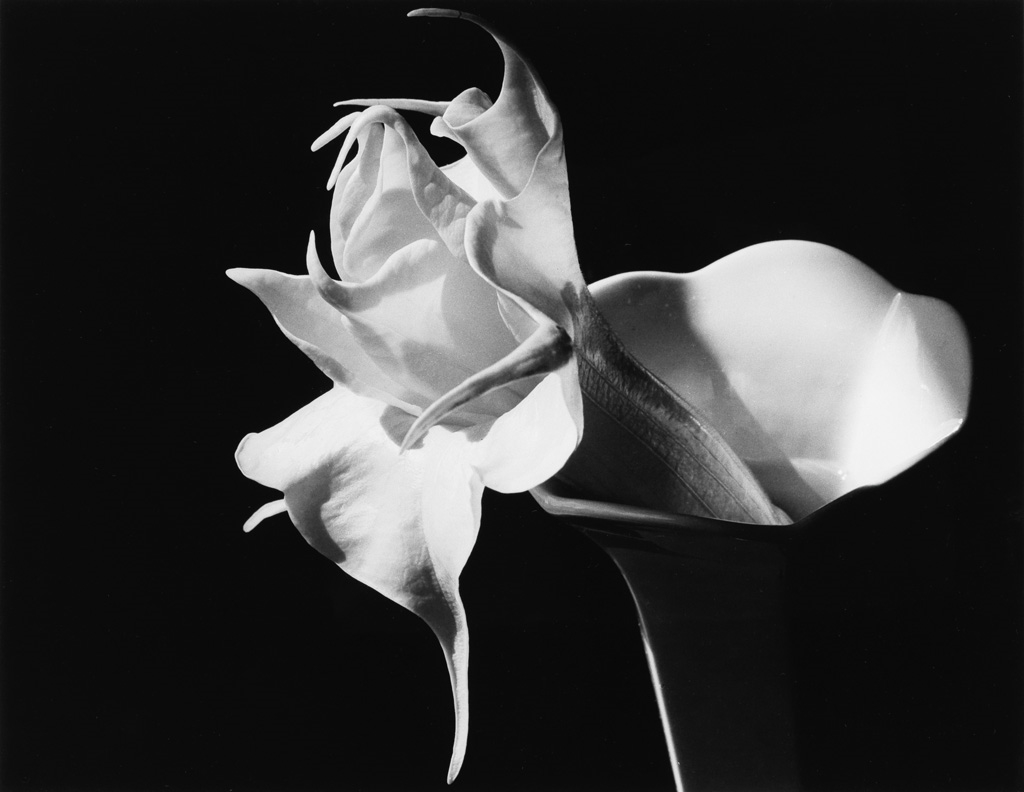Imogen Cunningham Flowers | Best Flower Site