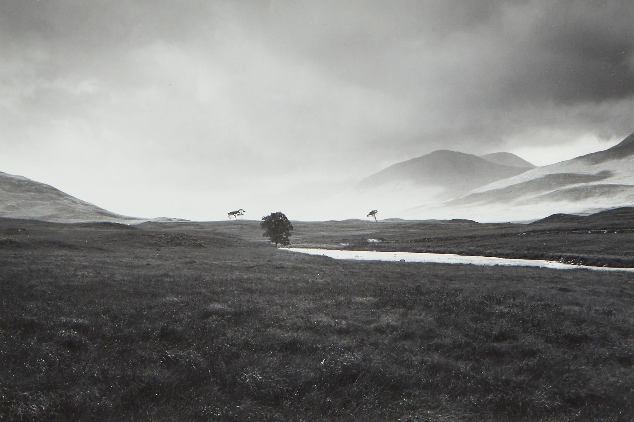 Fay Godwin | Four Trees (1981) | MutualArt
