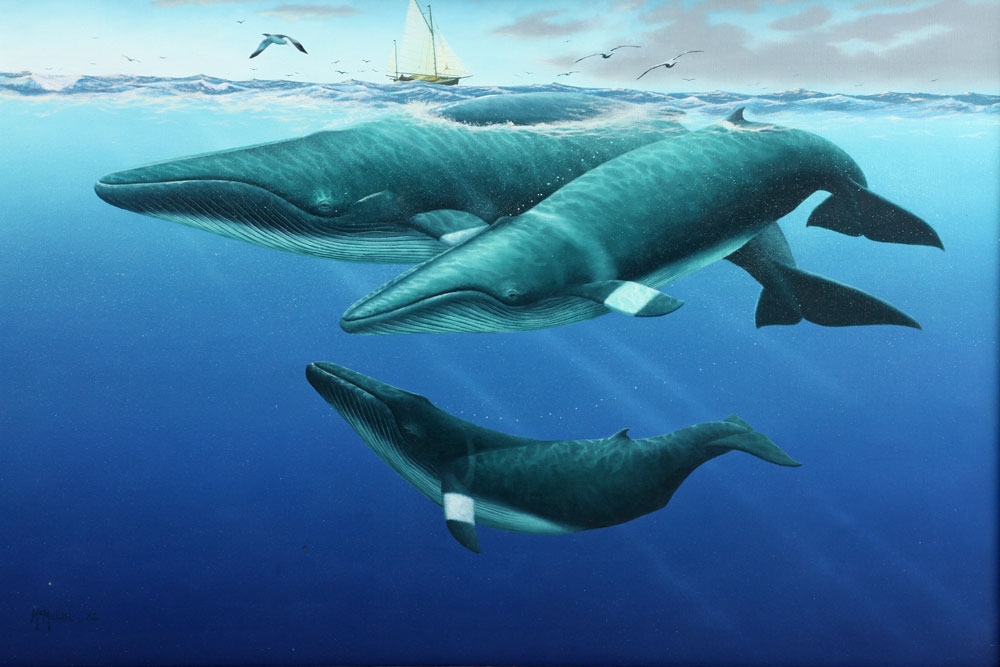 Don McMichael | Minke whales (1982) | MutualArt