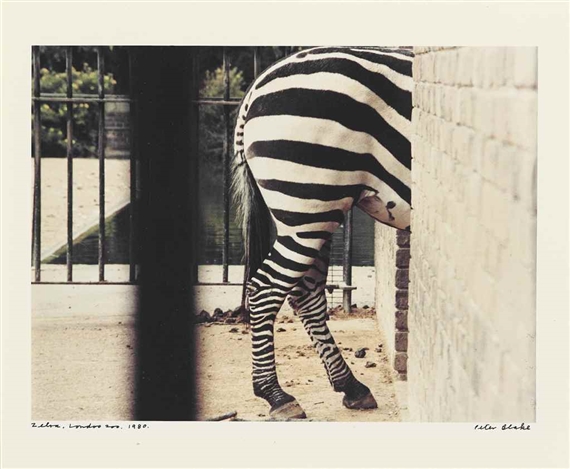 Peter Blake | Zebra, London Zoo (1980) | MutualArt