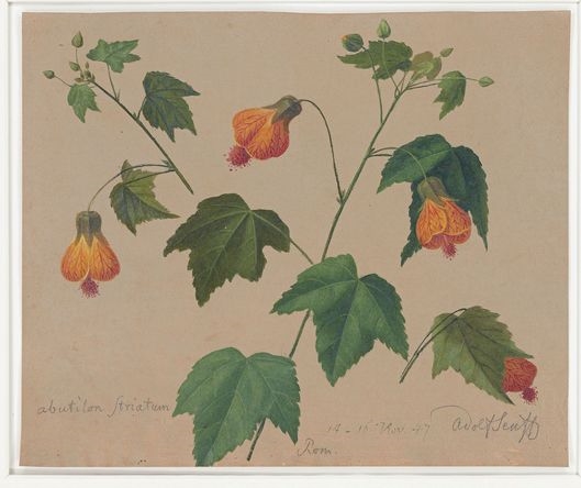 Adolf Carl Senff | Abutilon Striatum (Schönmalve) (1847) | MutualArt