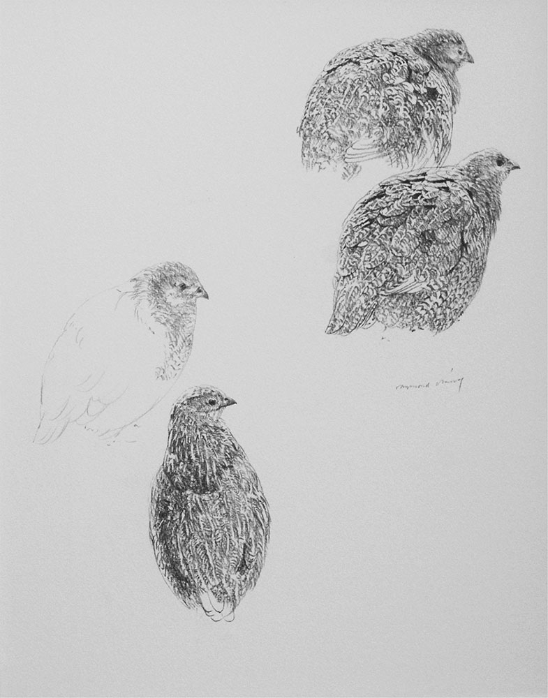 Raymond Harris Ching | Brown Quail | MutualArt