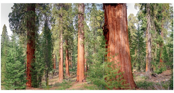 David Anthony Hall | 1 Artworks at Auction | MutualArt