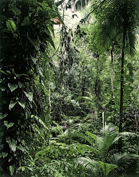 Thomas Struth | Six works: Paradies, series (2004) | MutualArt