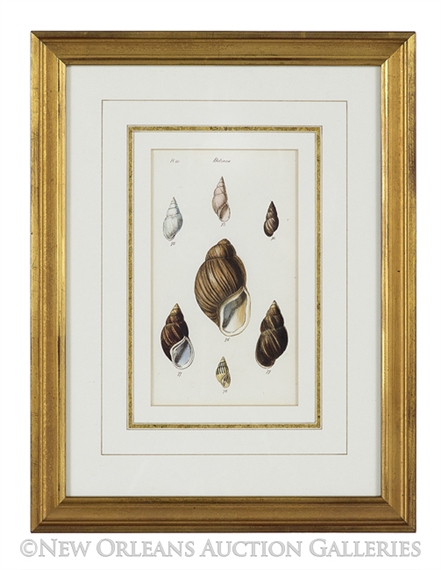 George Brettingham Sowerby | 5 Artworks | MutualArt