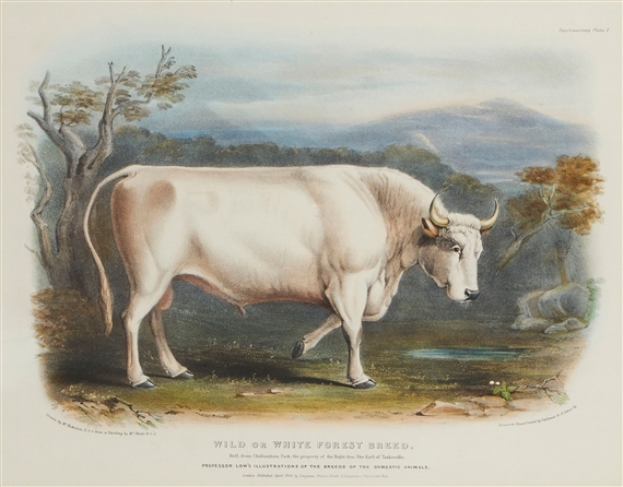 William Shiels | A group of 4 breeds of cattle | MutualArt